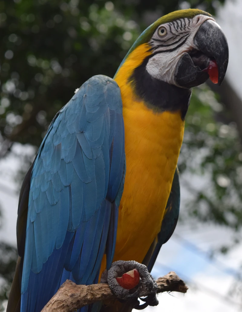 Ara ararauna | Observations oiseaux Wiki | Fandom