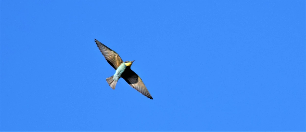 La Clappe Aug. 2021 | Observations oiseaux Wiki | Fandom