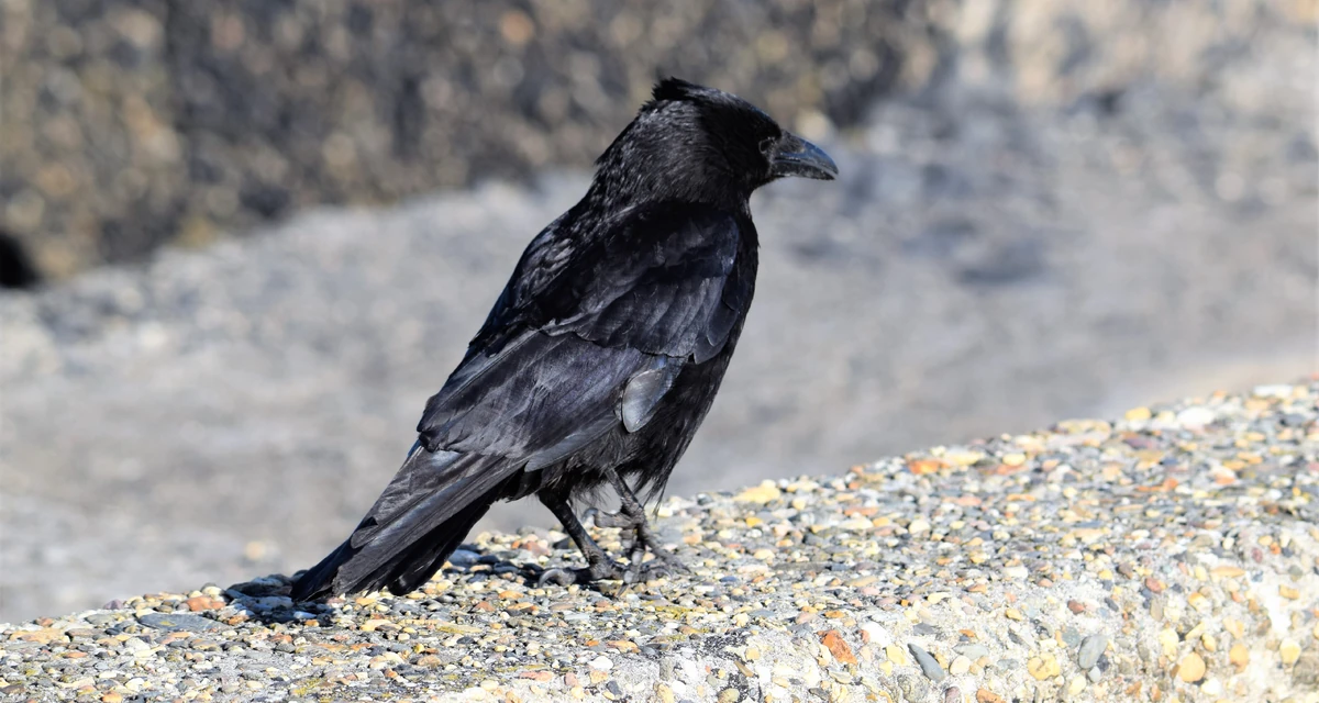 Corvus corone | Observations oiseaux Wiki | Fandom