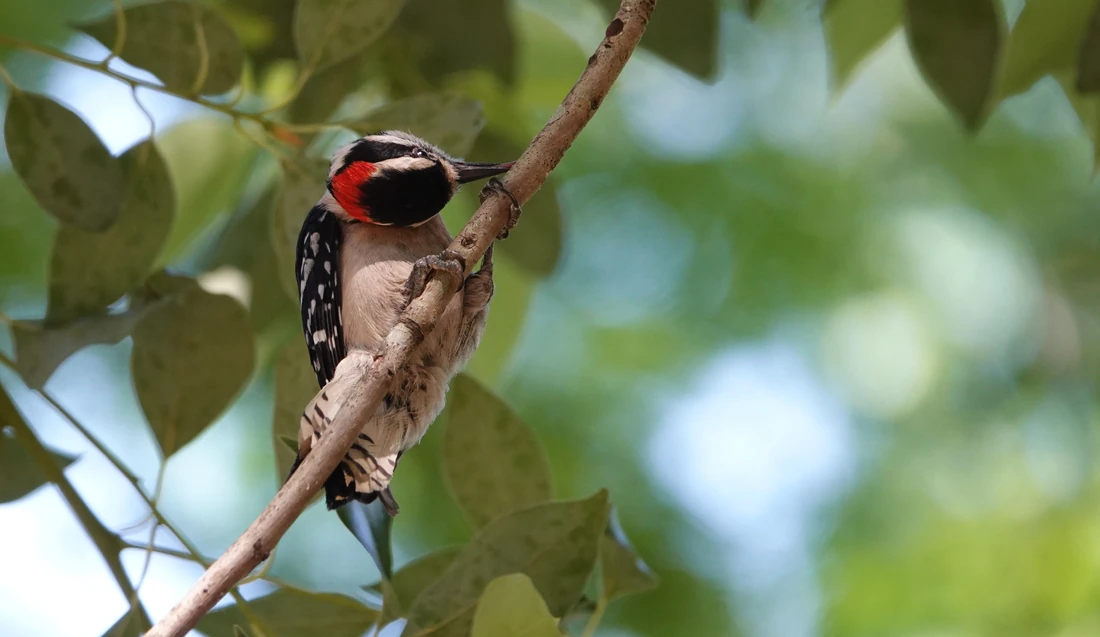 Dryobates pubescens | Observations oiseaux Wiki | Fandom