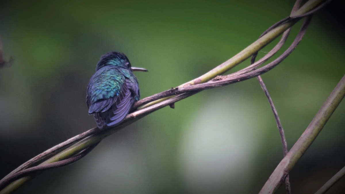 Chlorestes notata | Observations oiseaux Wiki | Fandom