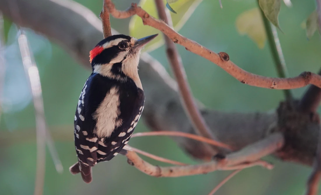 Dryobates pubescens | Observations oiseaux Wiki | Fandom