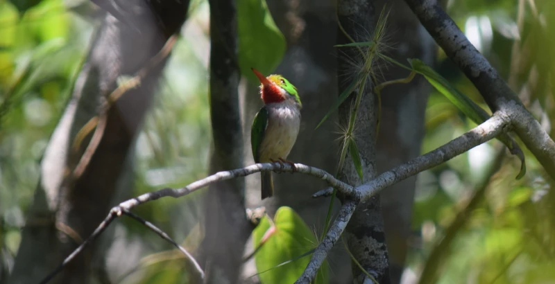 Todus multicolor | Observations oiseaux Wiki | Fandom