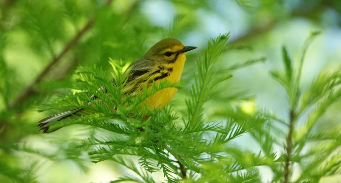 Setophaga discolor | Observations oiseaux Wiki | Fandom