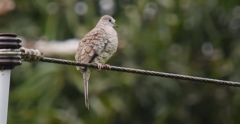 Columbina inca | Observations oiseaux Wiki | Fandom