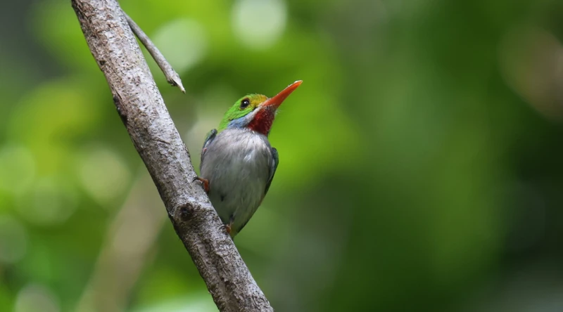 Todus multicolor | Observations oiseaux Wiki | Fandom