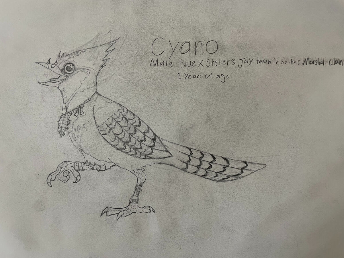 Cyano The Jay Oc Database Wikia Fandom