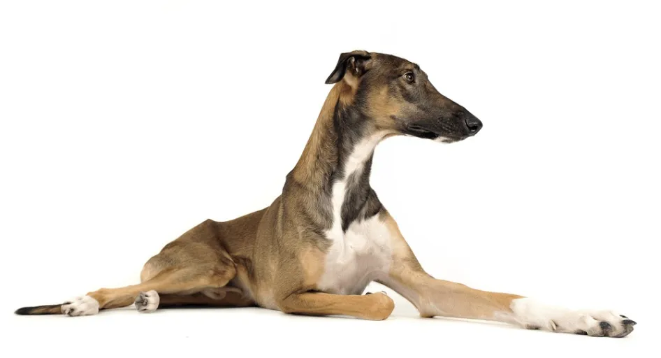 Pójdźka | Oc Sfora Wiki | Fandom