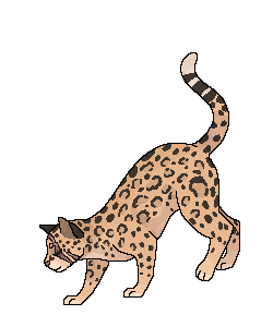 Pantera | OC Wojownicy Wiki | Fandom