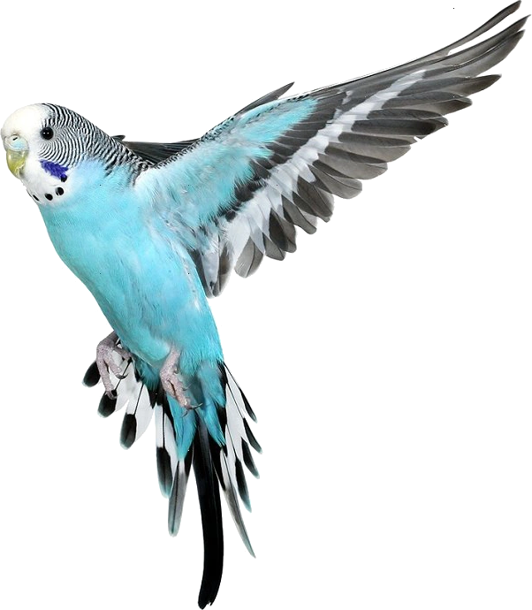 Inko | Oc25r49hjkjds Wikia | Fandom