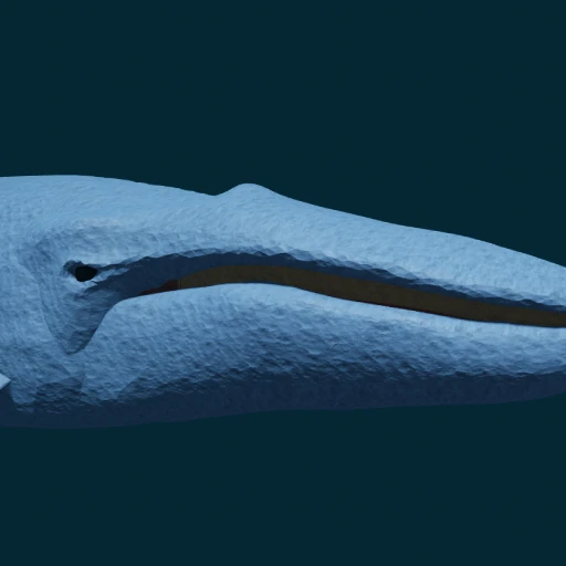 Blue Whale | Ocean Exploration Wiki | Fandom