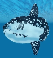 Ocean Sunfish | Oceanic (ROBLOX) Wiki | Fandom