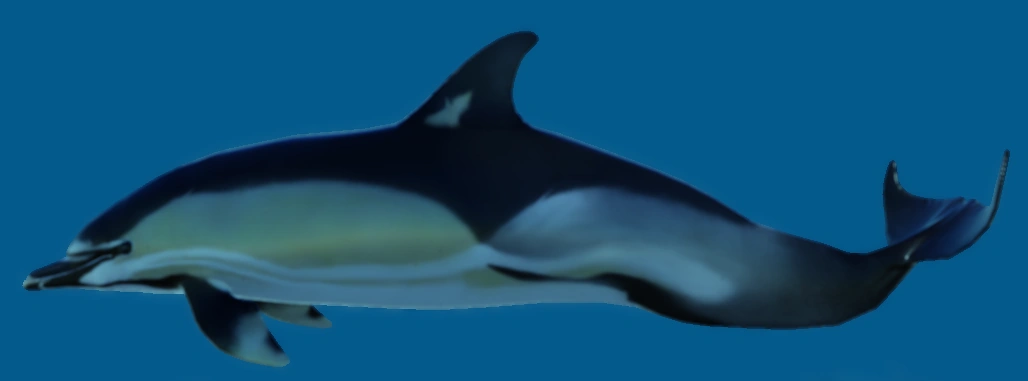 Common Dolphin | Oceanic (ROBLOX) Wiki | Fandom