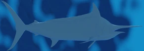 Black Marlin | Oceanic (ROBLOX) Wiki | Fandom
