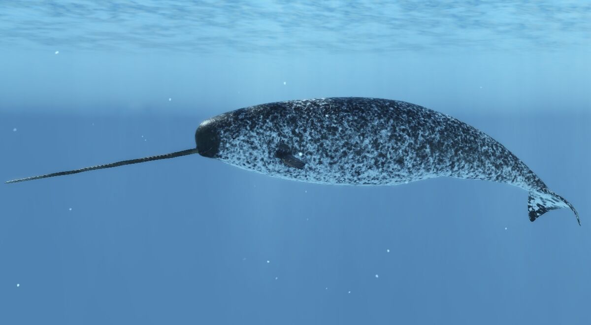 Narwhal Oceanic Roblox Wiki Fandom
