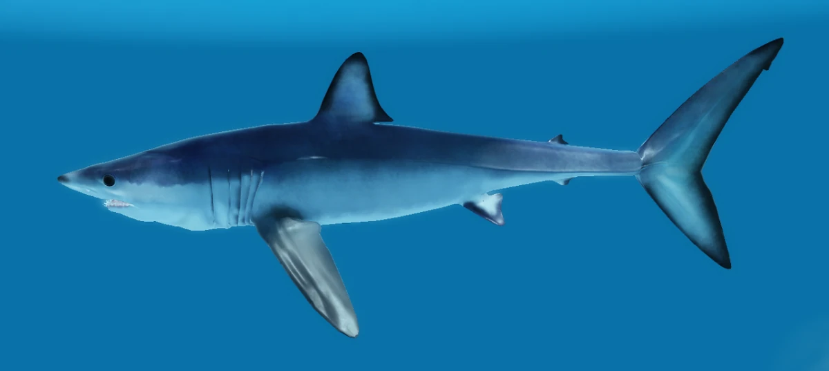 Shortfin Mako | Oceanic (ROBLOX) Wiki | Fandom
