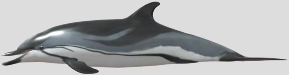 Striped Dolphin | Oceanic (ROBLOX) Wiki | Fandom