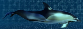 Common Dolphin | Oceanic (ROBLOX) Wiki | Fandom