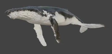 Humpback Whale | Oceanic (ROBLOX) Wiki | Fandom