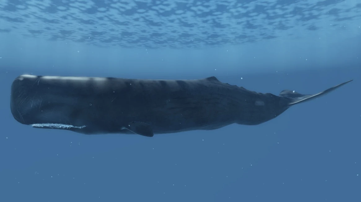 Sperm Whale (Cachalot) | Oceanic (ROBLOX) Wiki | Fandom