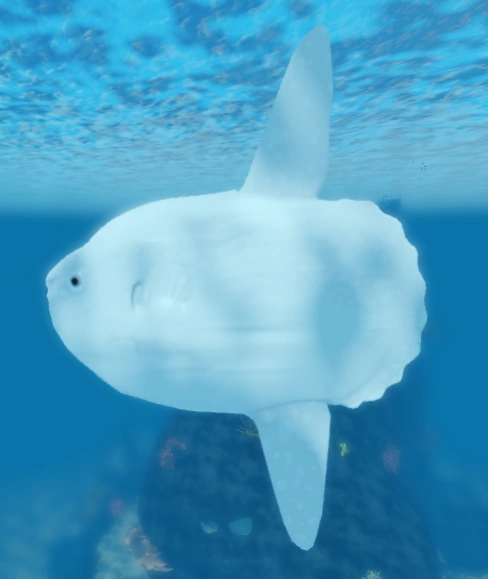 Ocean Sunfish | Oceanic (ROBLOX) Wiki | Fandom