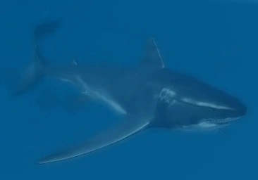 Testing 1 | Oceanic (ROBLOX) Wiki | Fandom