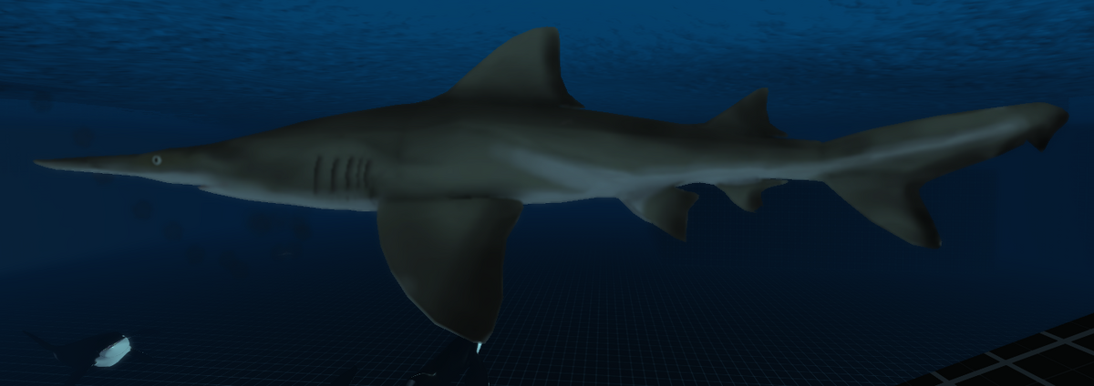 Daggernose Shark Oceanic Roblox Wiki Fandom