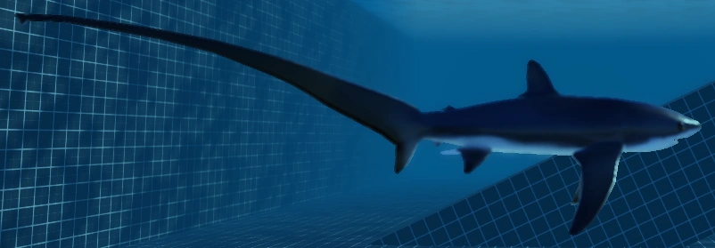 Pelagic Thresher Shark