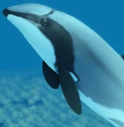 Maui Dolphin | Oceanic (ROBLOX) Wiki | Fandom
