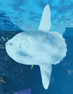Ocean Sunfish | Oceanic (ROBLOX) Wiki | Fandom