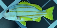 Spanish Flag Snapper | Oceanic (ROBLOX) Wiki | Fandom