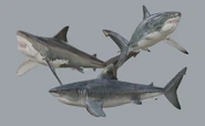 Megalodon | Oceanic (ROBLOX) Wiki | Fandom