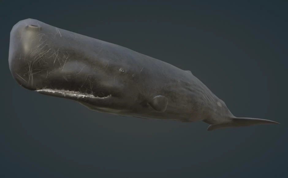 Sperm Whale (Cachalot) | Oceanic (ROBLOX) Wiki | Fandom