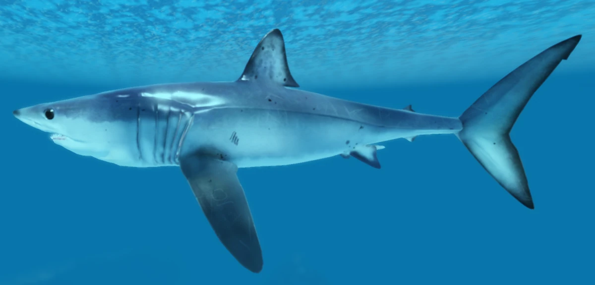 Shortfin Mako | Oceanic (ROBLOX) Wiki | Fandom