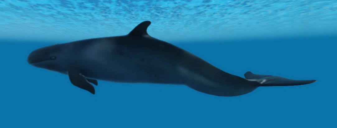 False Killer Whale | Oceanic (ROBLOX) Wiki | Fandom