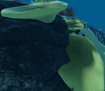 Table Coral | Oceanic (ROBLOX) Wiki | Fandom