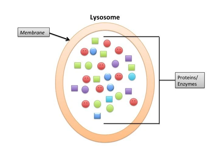 Lysosome | OCR AS Biology glossary Wiki | Fandom