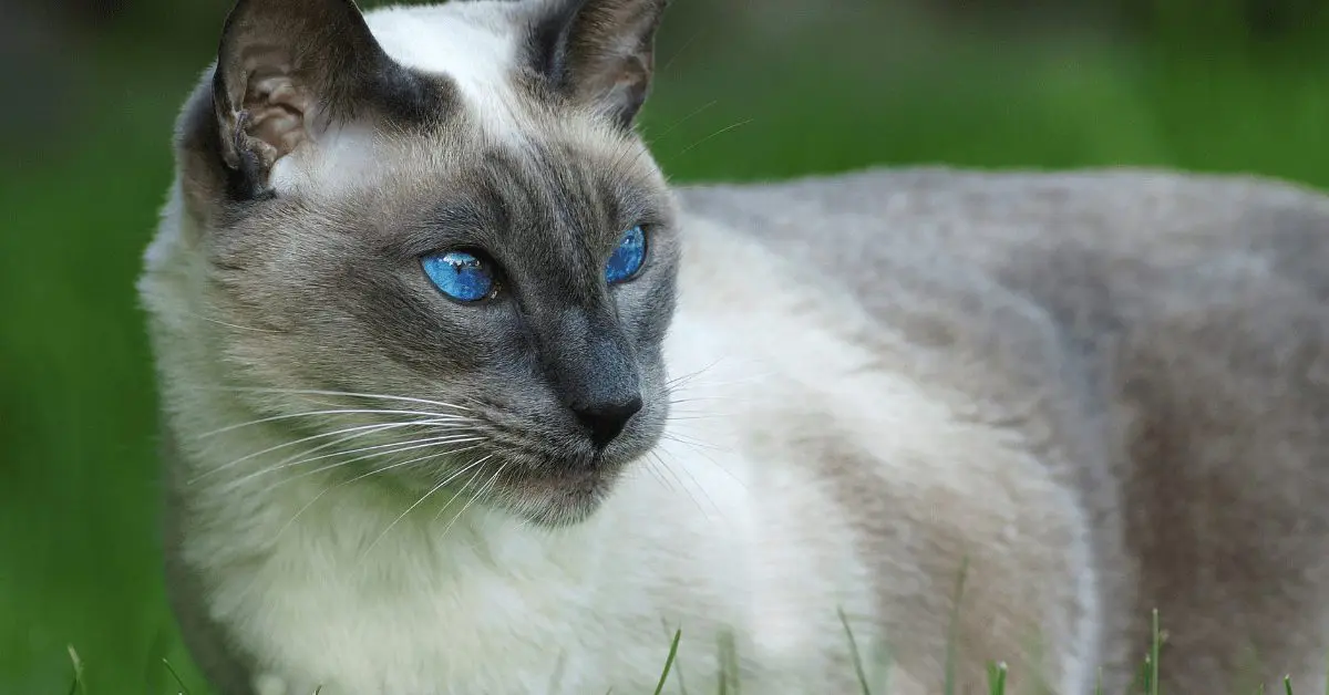 Shade | October Daye Wiki | Fandom