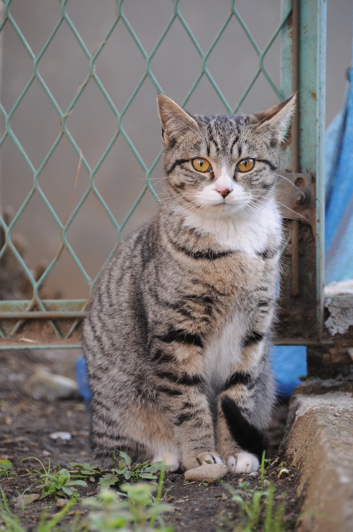 Jill | October Daye Wiki | Fandom