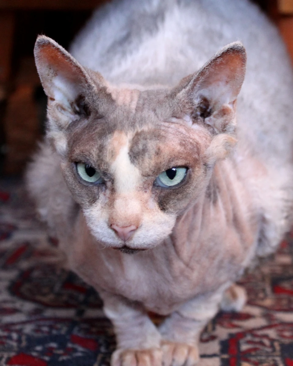 Ripley | October Daye Wiki | Fandom