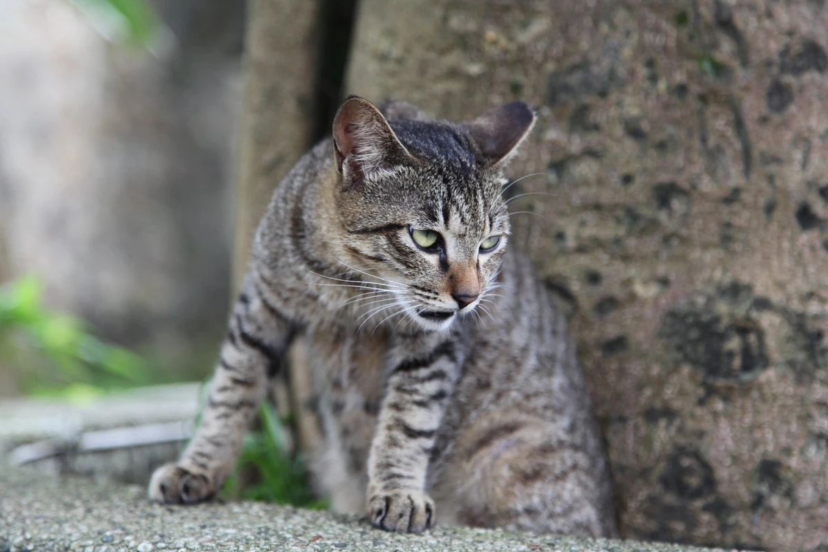 Tybalt | October Daye Wiki | Fandom