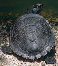 Turtle DNA | Octogeddon Wiki | Fandom