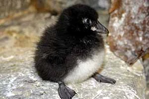 Puffy | Octonauts fanon Wiki | Fandom