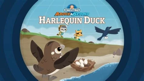 The Harlequin Duck/gallery | Octonauts Wiki | Fandom