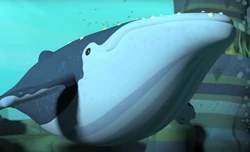 Humpback Whale | Octonauts Wiki | Fandom