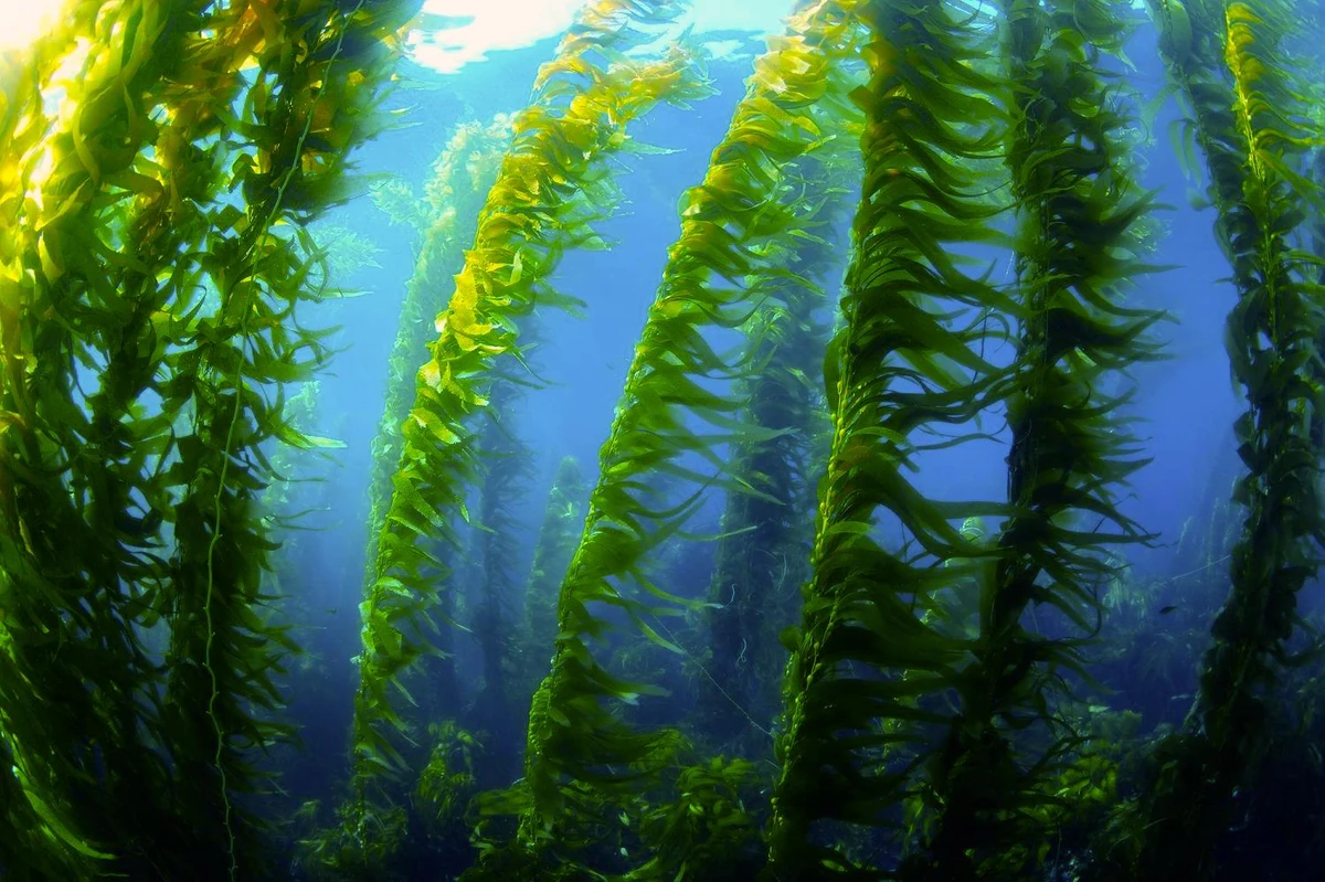 Kelp Forest | Octonauts Wiki | Fandom