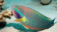 The Pirate Parrotfish/gallery | Octonauts Wiki | Fandom