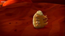 Frank | Octonauts Wiki | Fandom