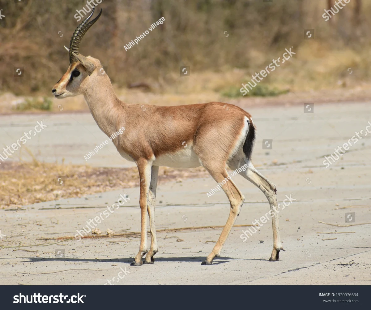 Chinkara | Odd Squad Animal Movie Wiki | Fandom