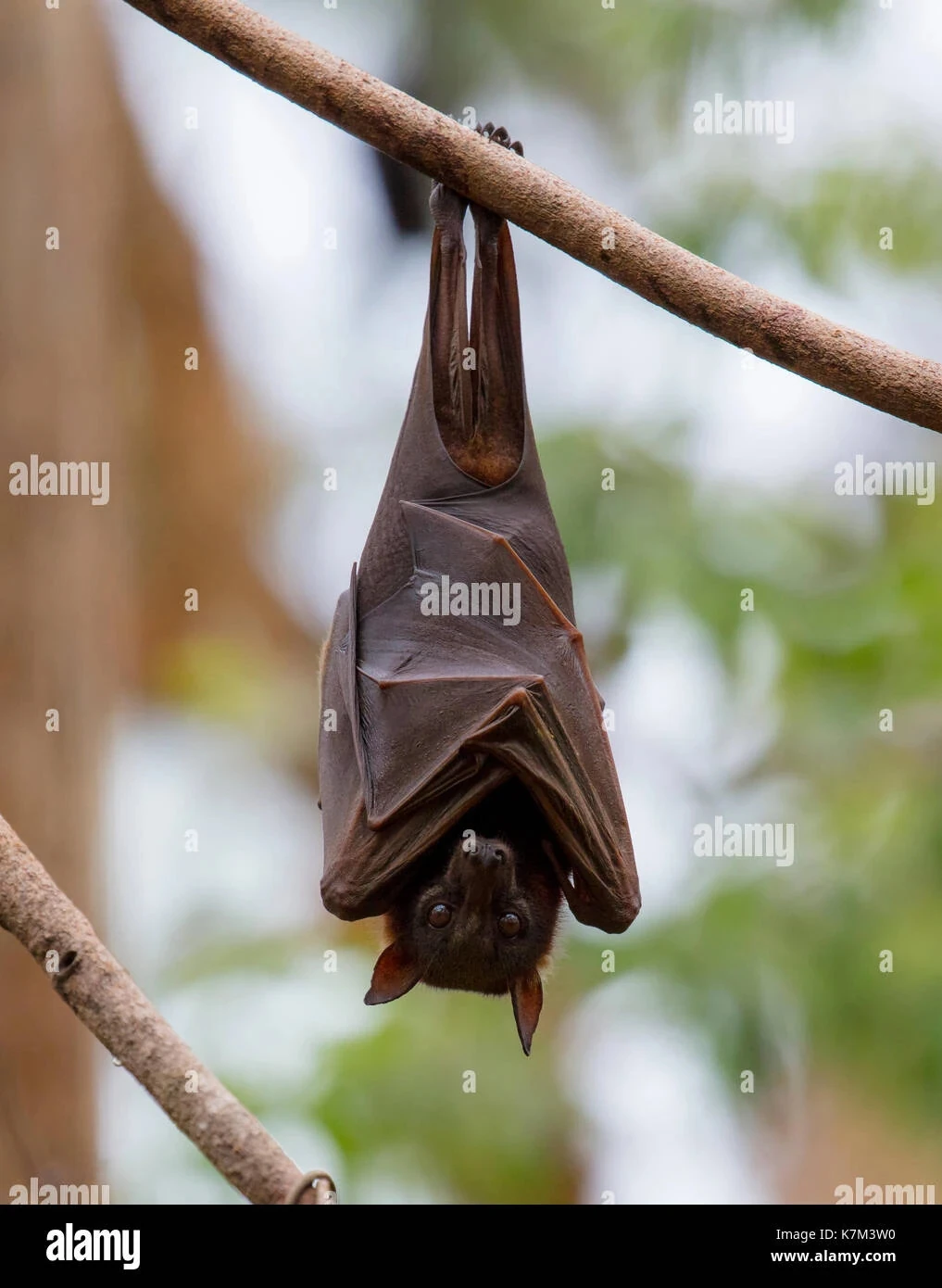 Flying fox | Odd Squad Animal Movie Wiki | Fandom